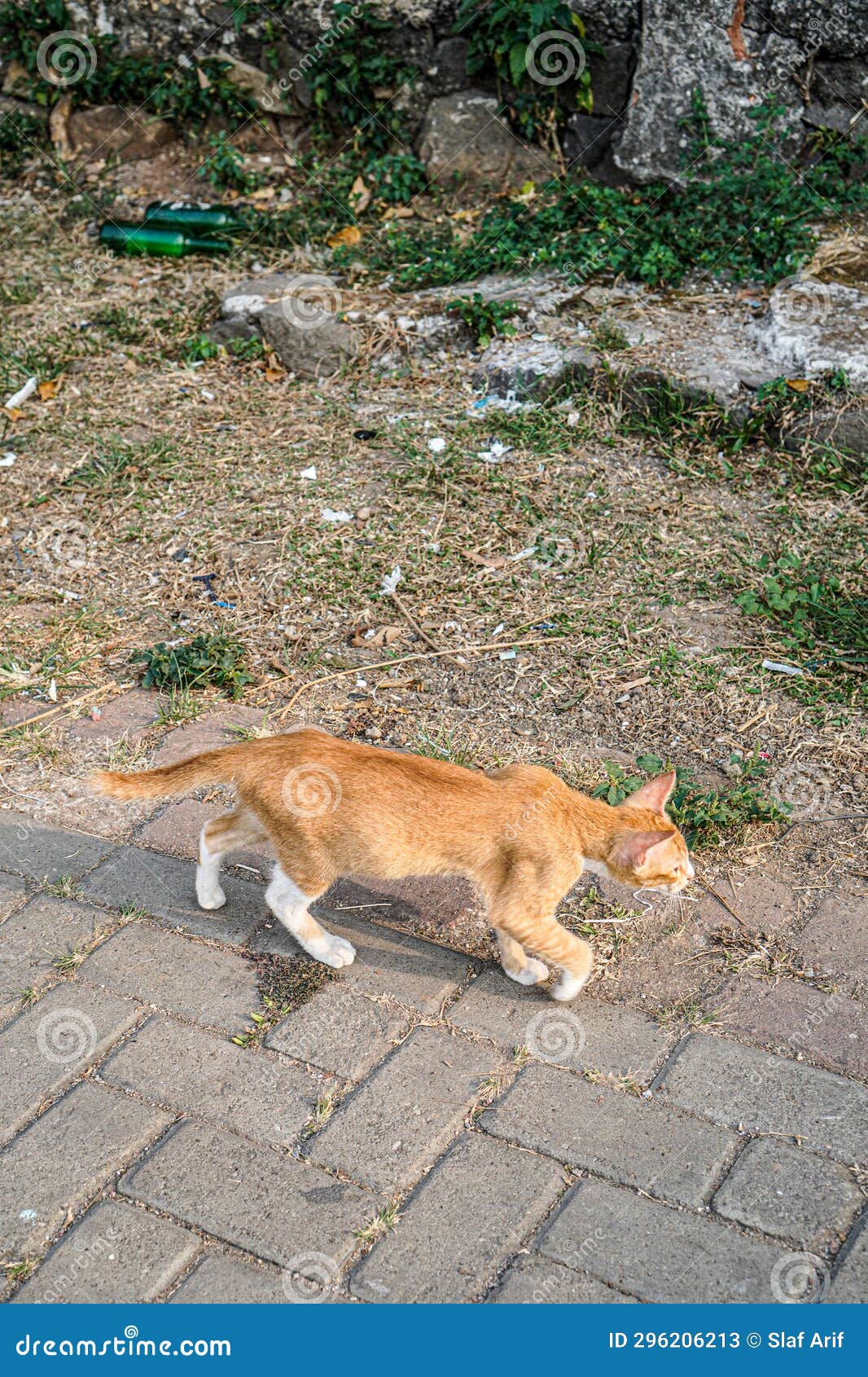 A Cat that is Walking with a Stomp Stock Image - Image of outdoor ...