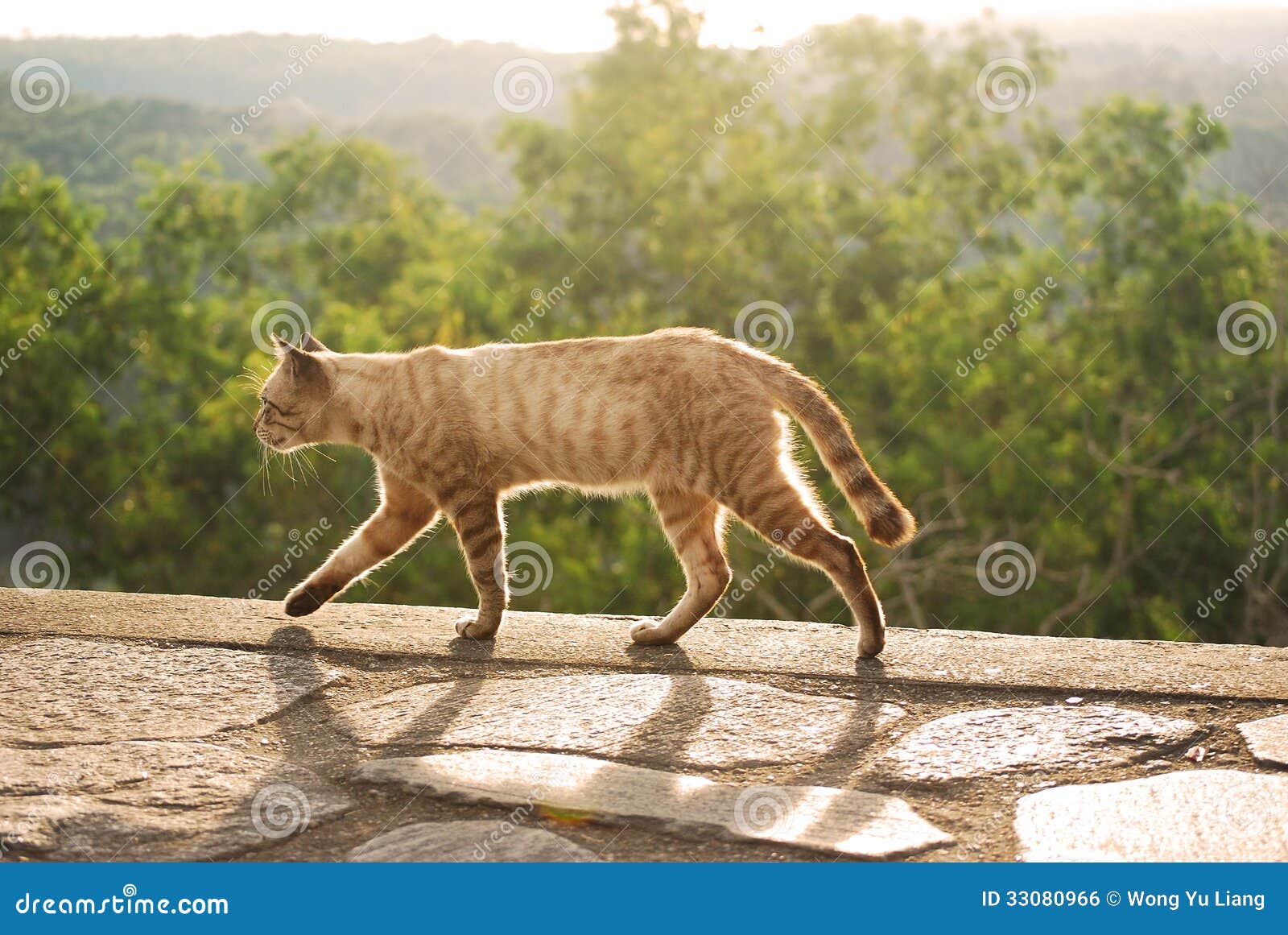 Cat walking during sunset stock photo. Image of lawn - 33080966