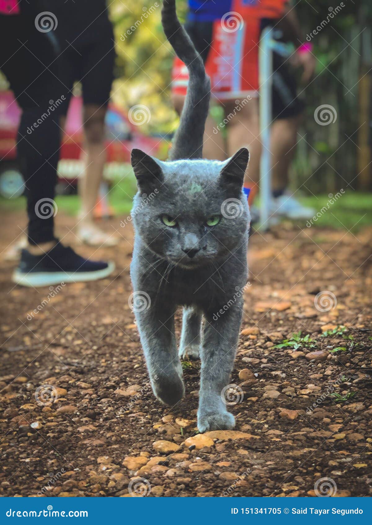 A Cat Walking Toward the Camera Stock Image - Image of intensely ...