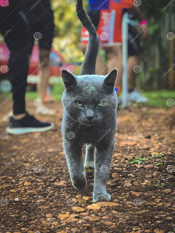 A Cat Walking Toward the Camera Stock Image - Image of intensely ...
