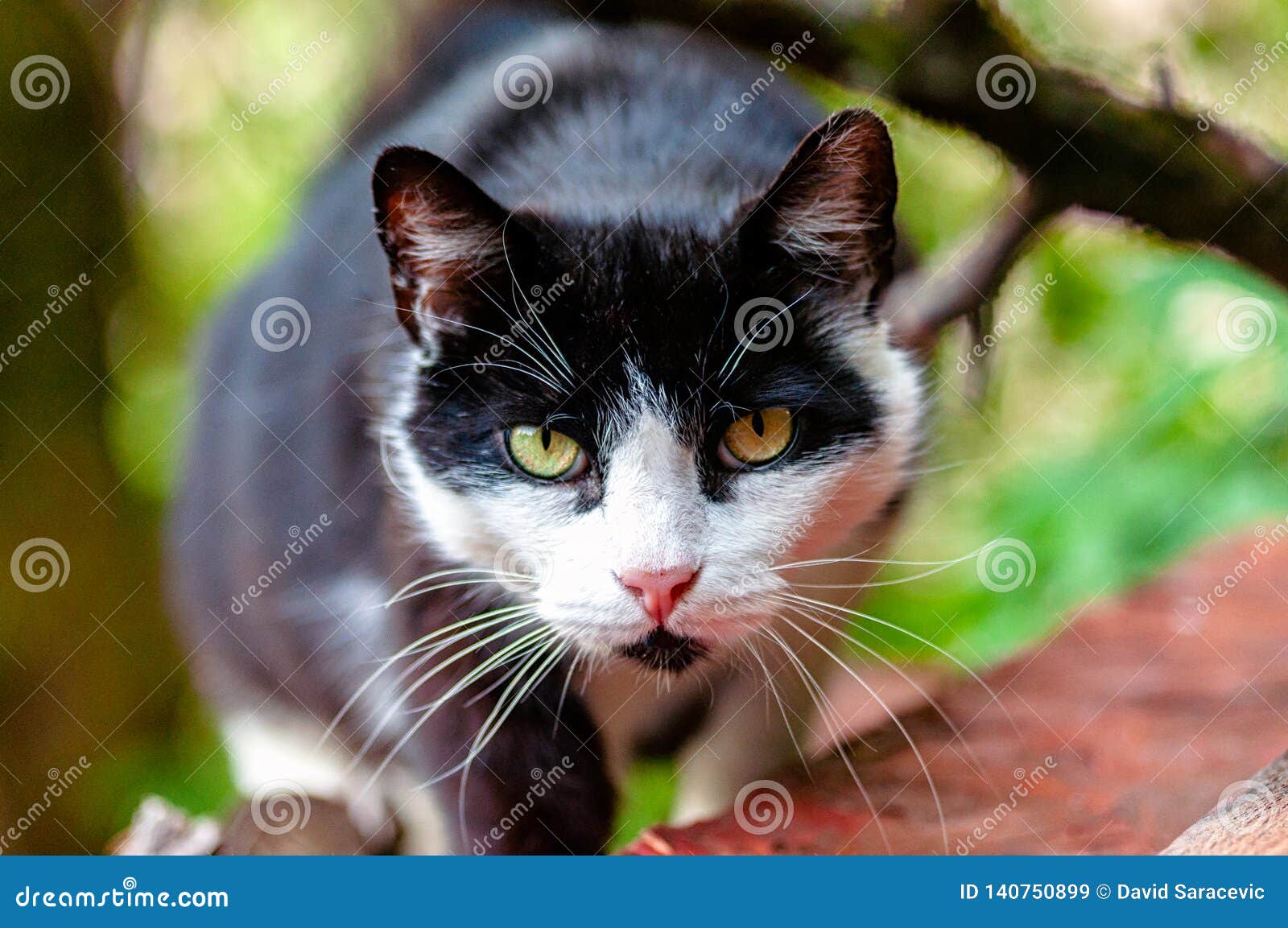 Cat walking towards camera stock image. Image of domestic - 140750899