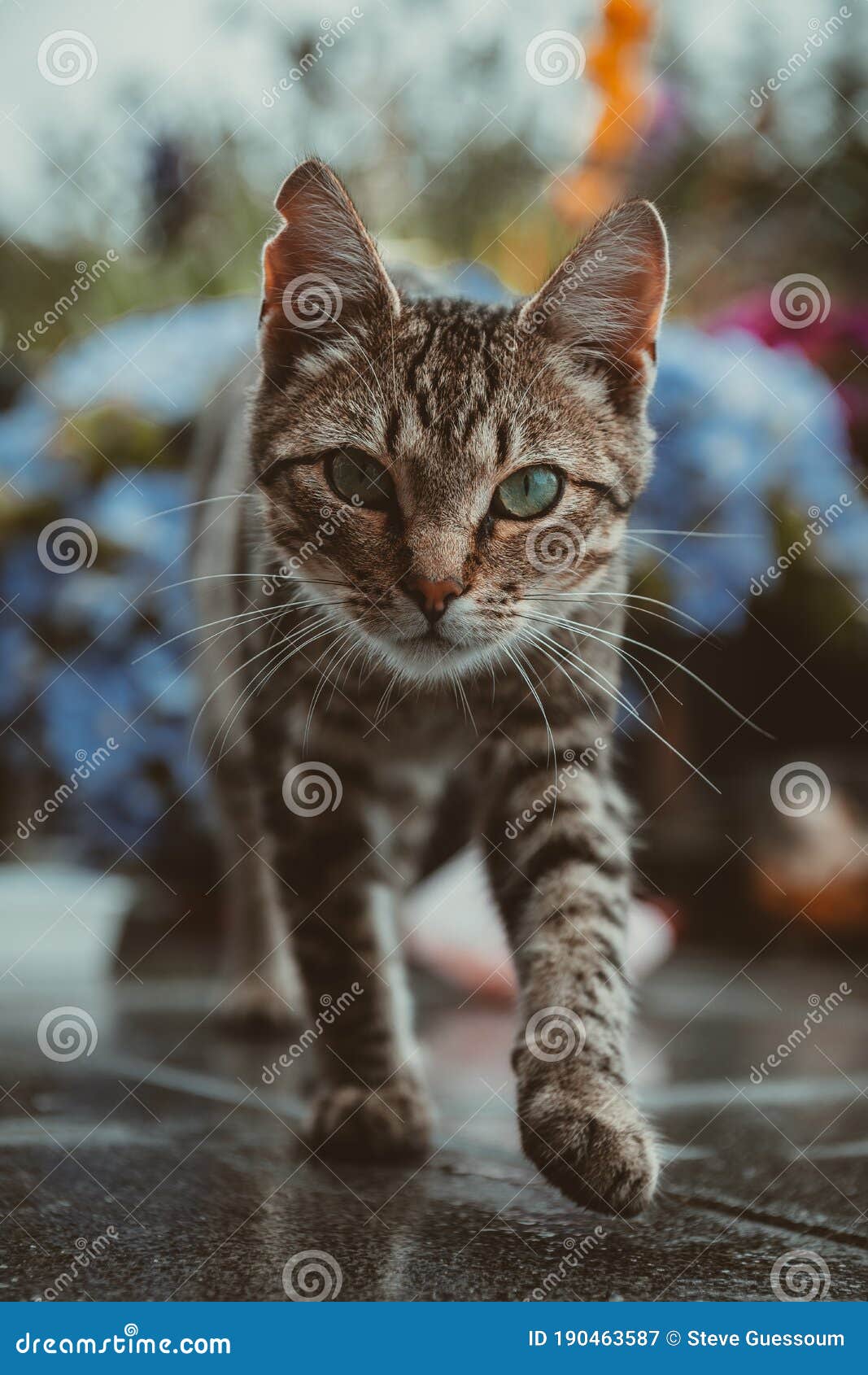 Cat Walking Towards the Camera Stock Image - Image of nose, mammal ...