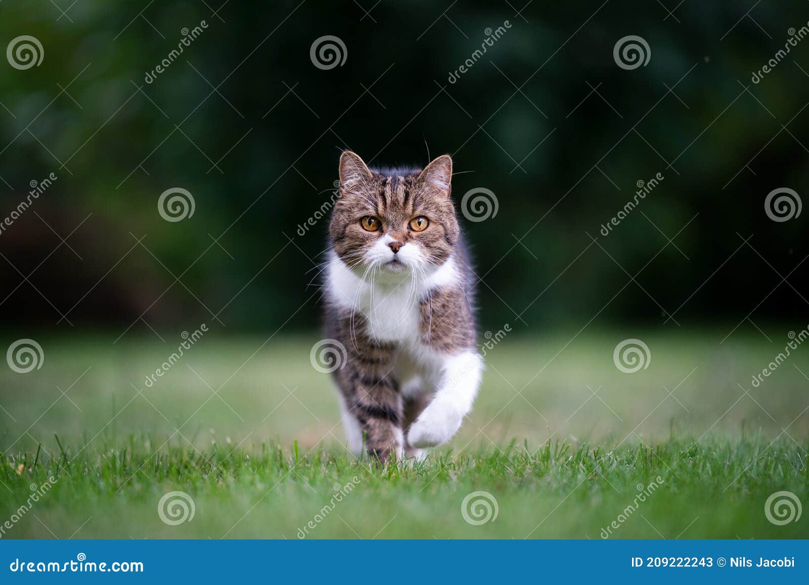 Cat Walking Towards Camera on Lawn Stock Image - Image of looking ...