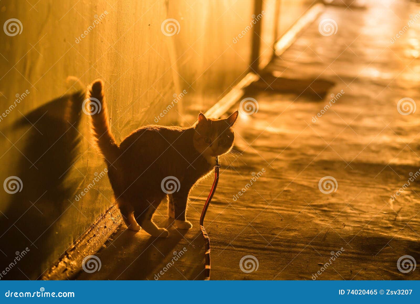 Cat Walks Along a Long Corridor. Backlight. Concept of Danger , Unknown ...