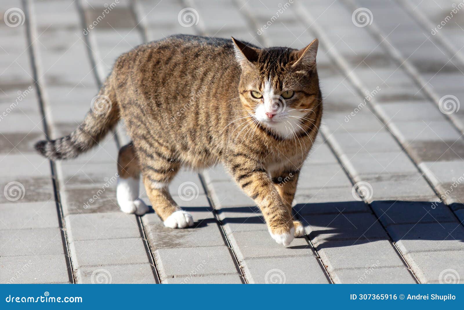 The Cat Walks Along the Paving Slabs Stock Photo - Image of background ...