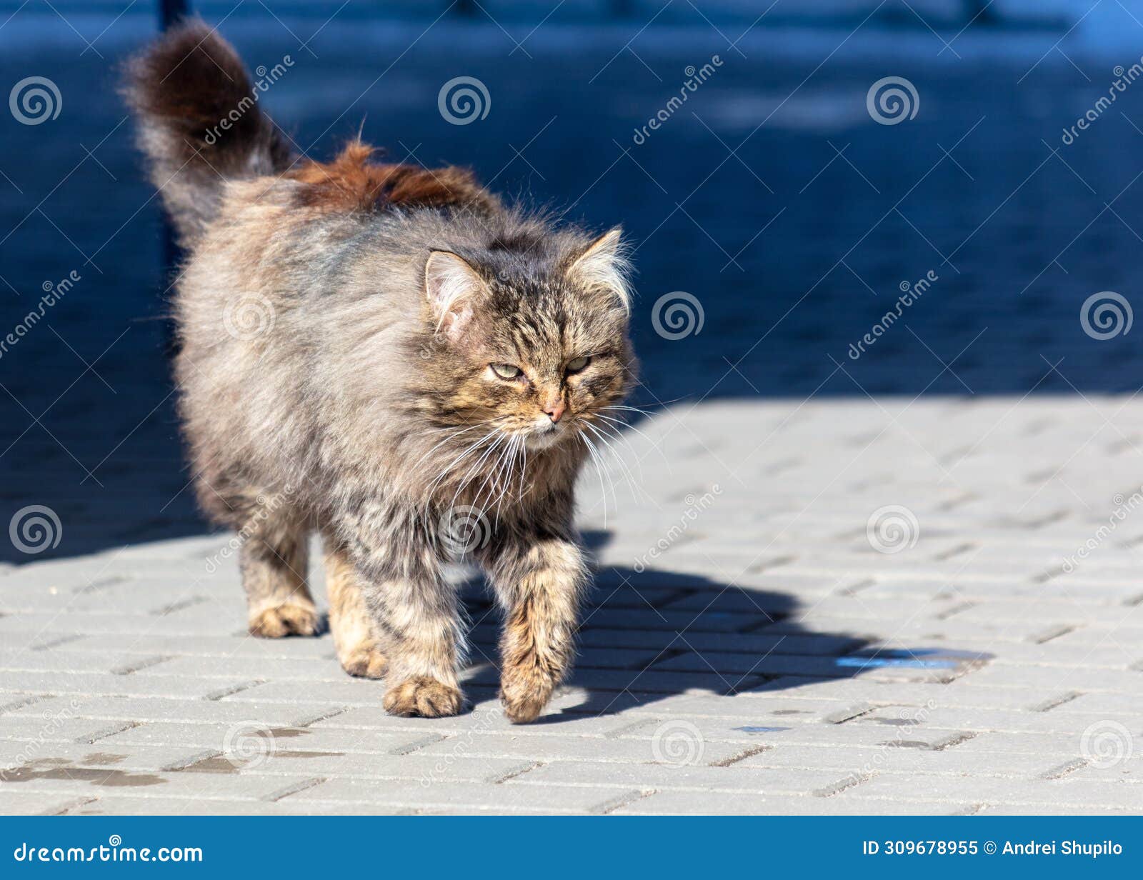 The Cat Walks Along the Paving Slabs Stock Image - Image of green ...