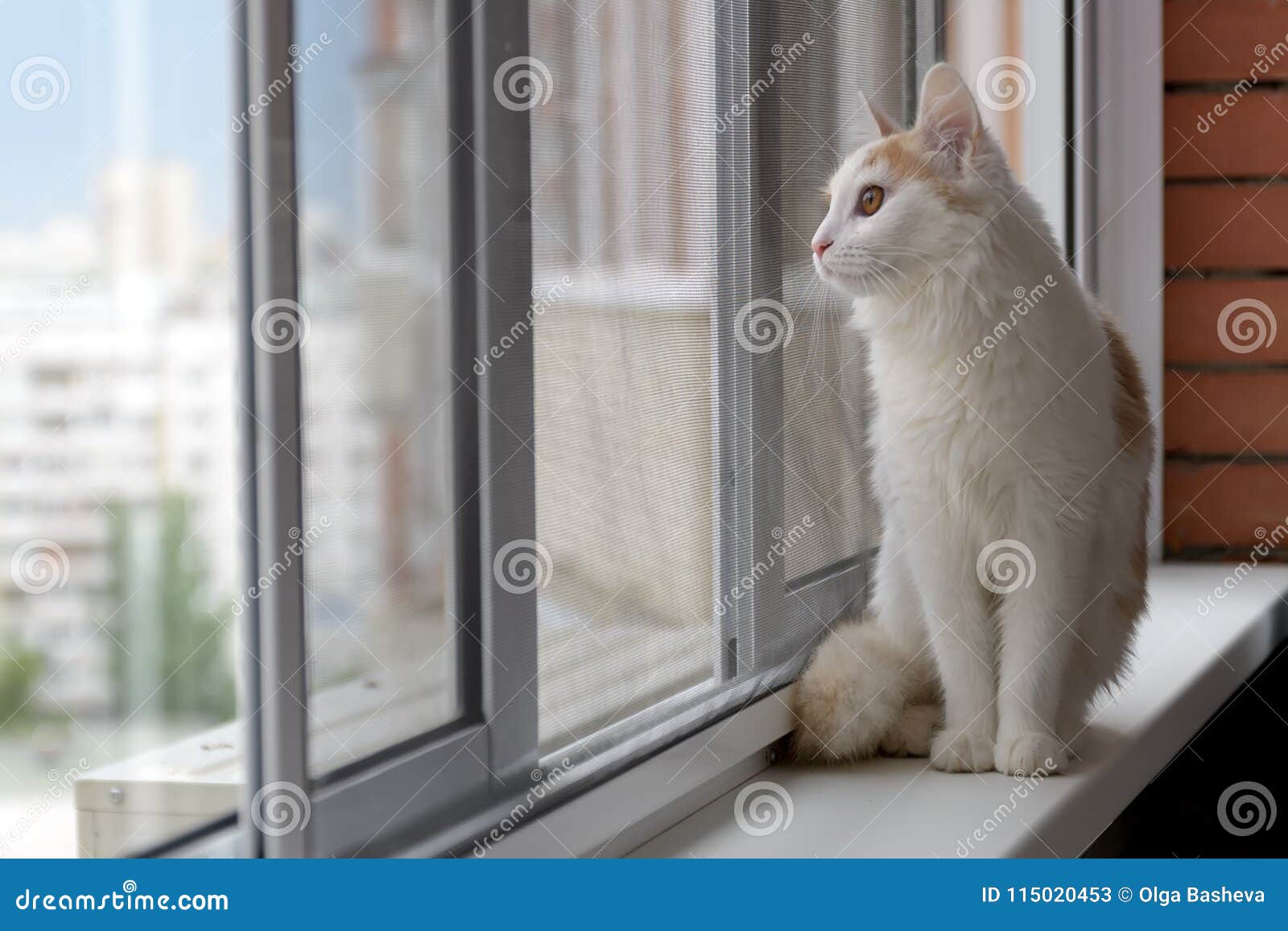 Beige White Cat Looking Out the Window. Stock Image - Image of white ...