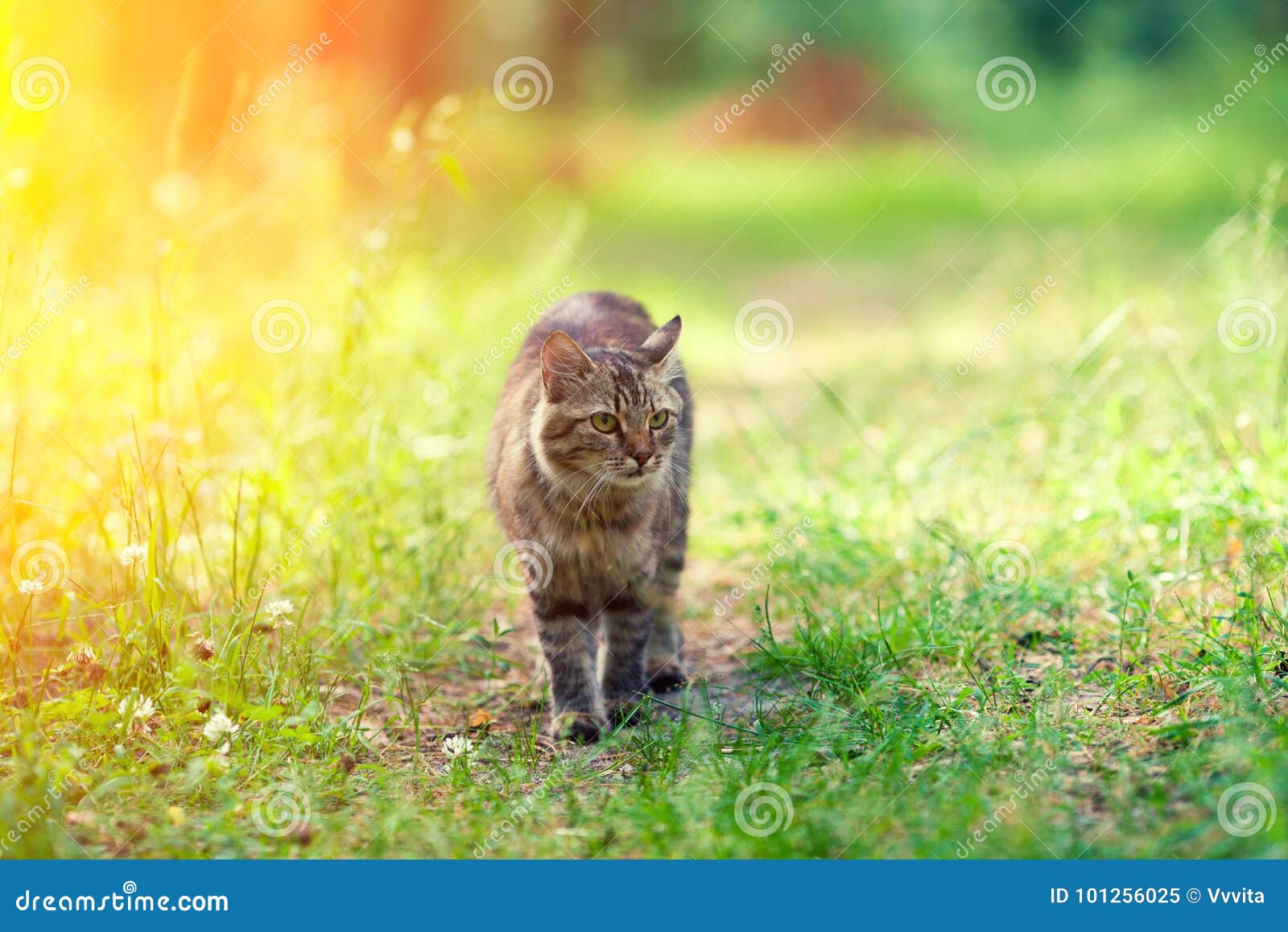 Cat walks in the forest stock image. Image of green - 101256025