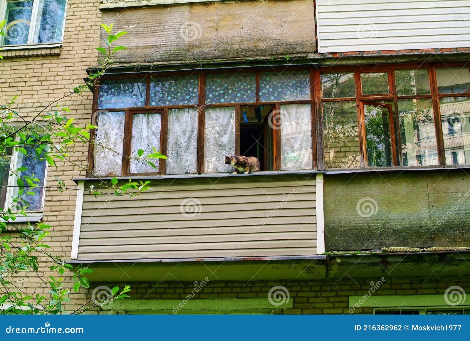 Cat Walks in the Open Balcony Window Stock Photo - Image of grass ...