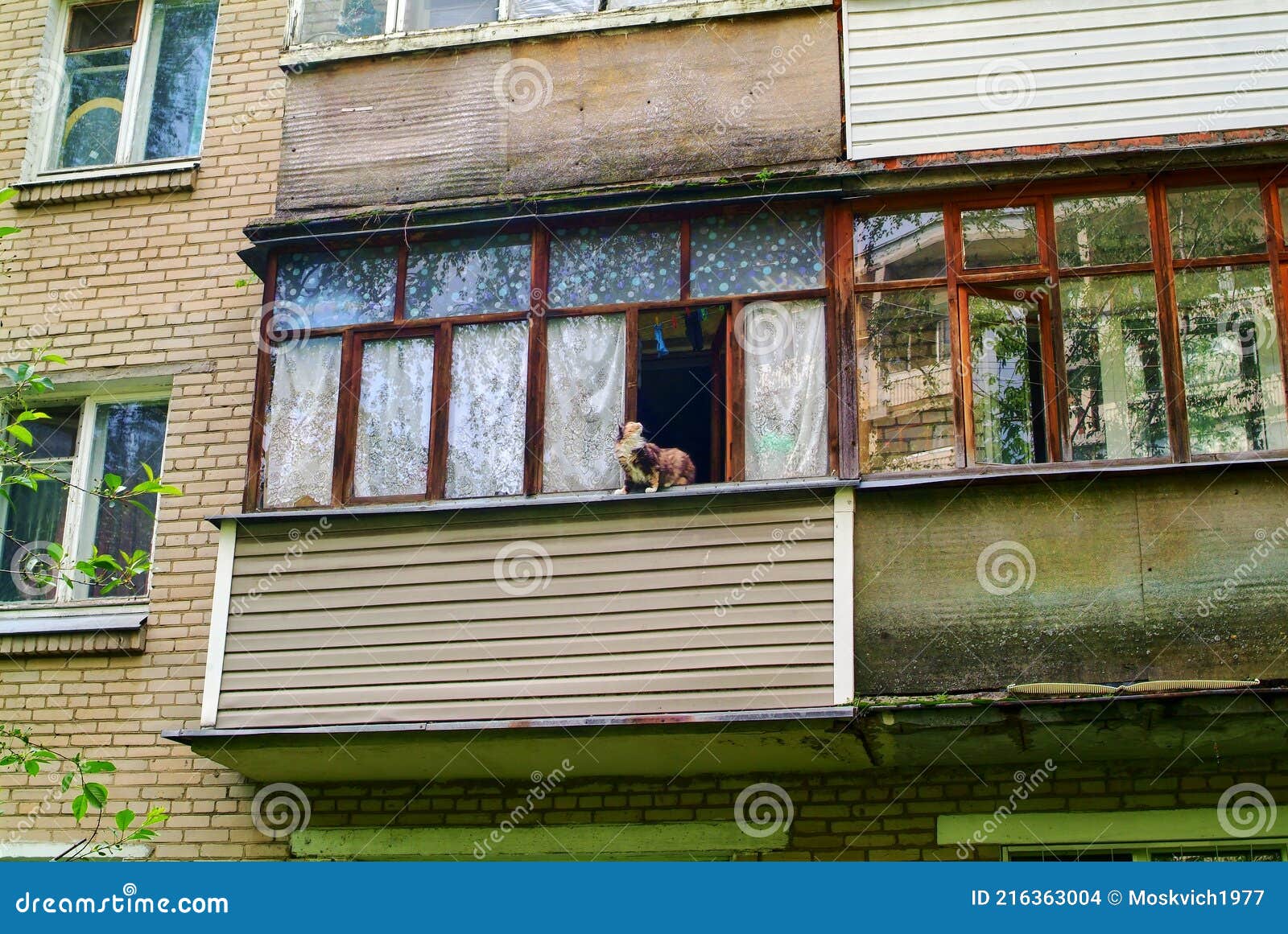 Cat Walks in the Open Balcony Window Stock Photo - Image of grass, door ...
