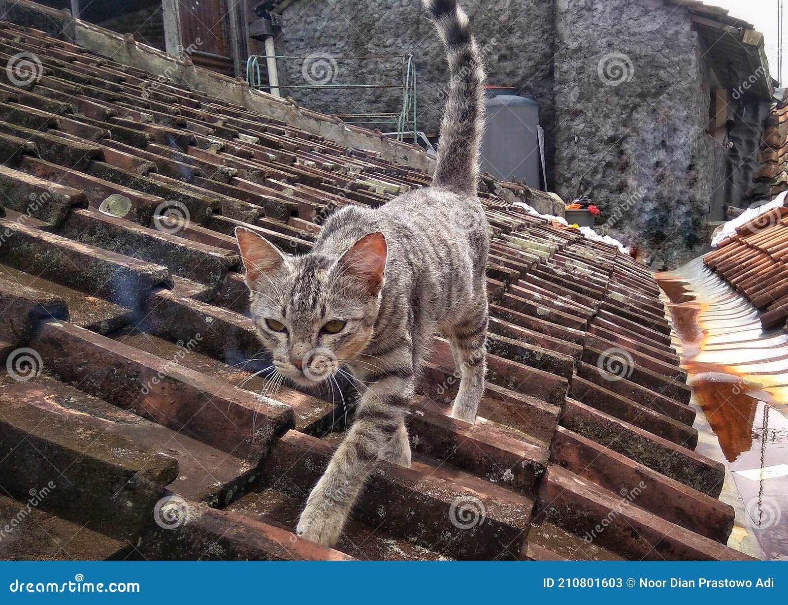 The Cat Walks on the Precarious Stock Image - Image of sculpture ...