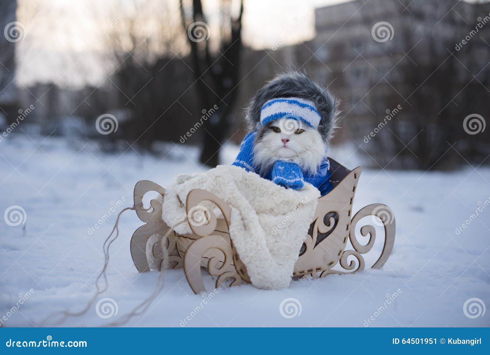 Cat Walks in Sledge Frosty Day Stock Image - Image of fluffy, cold ...
