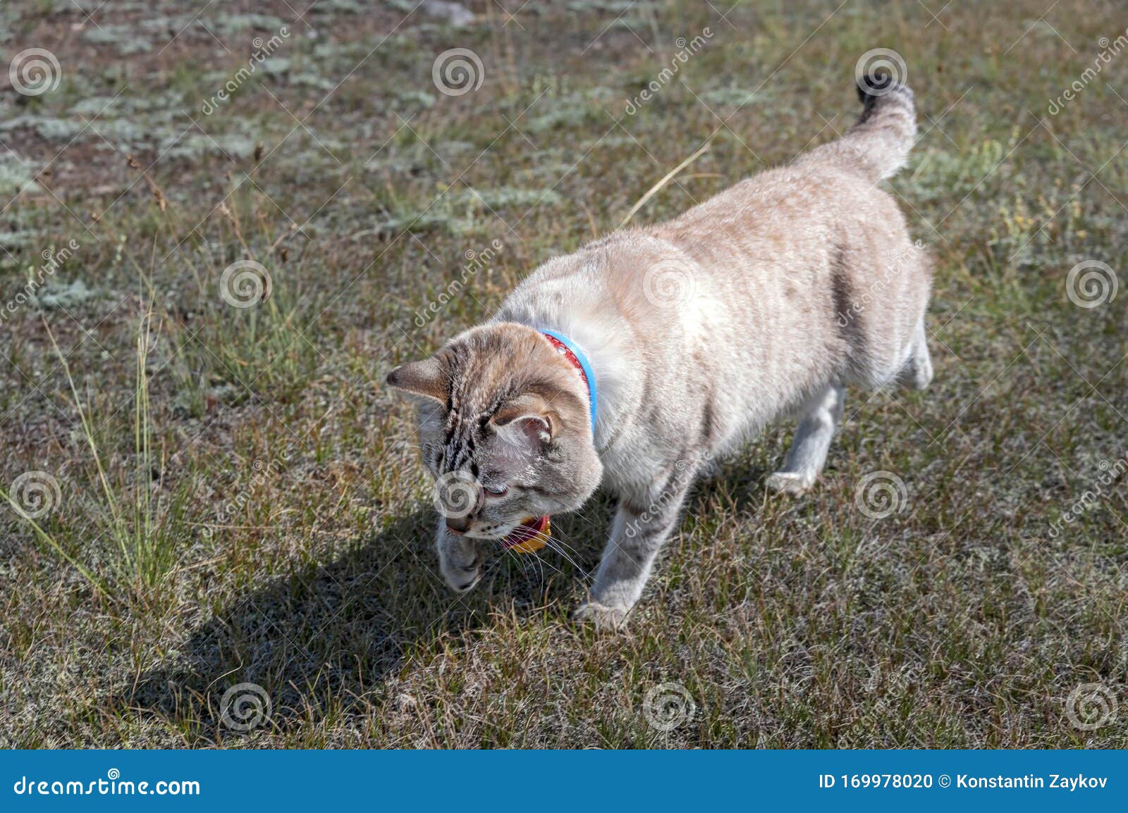 Cat Walks on the Summer Field. Top Side View. Stock Photo - Image of ...