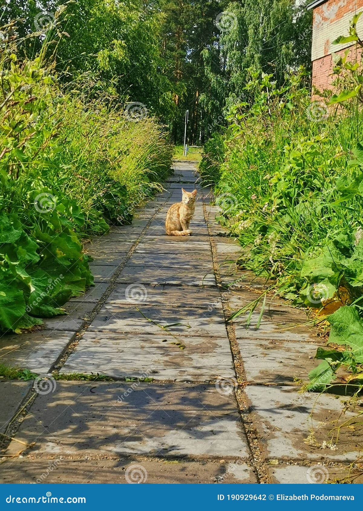 Cat in walkway stock photo. Image of backyard, trail - 190929642