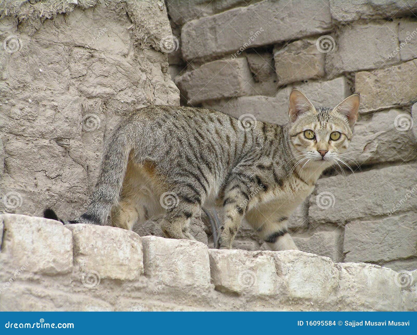Cat on a wall stock photo. Image of wall, stray, house - 16095584