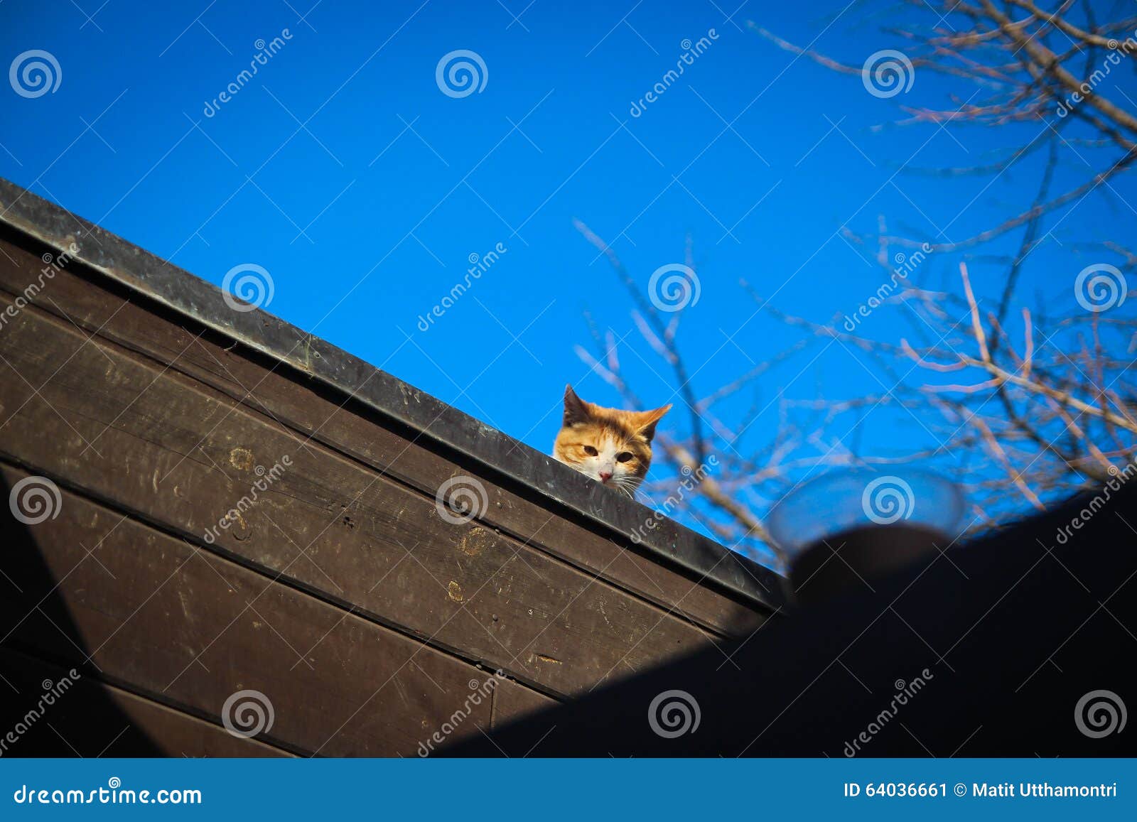 Cat on the wall stock image. Image of korea, asian, animal - 64036661