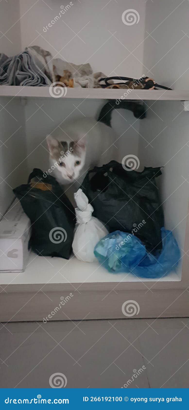 The cat in wardrobe editorial image. Image of black - 266192100