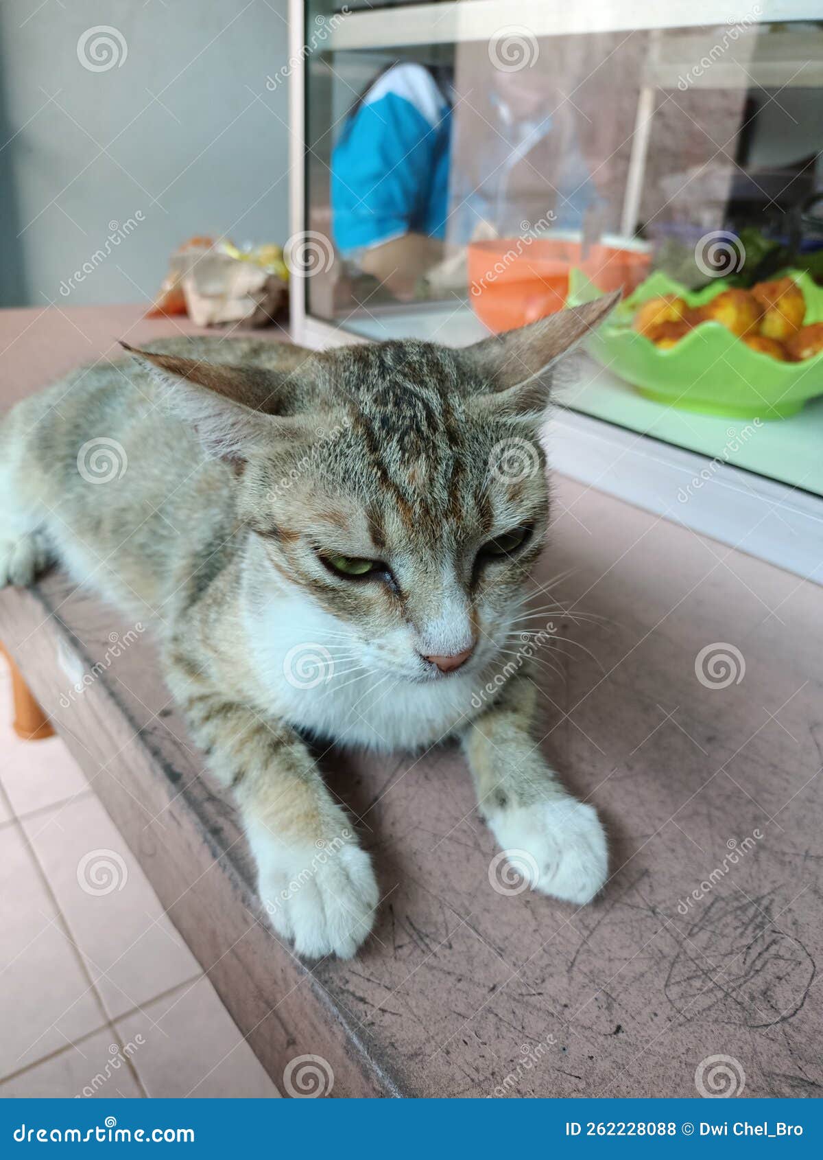 Cat on the Warteg Table Wait To Eat Stock Photo - Image of table ...