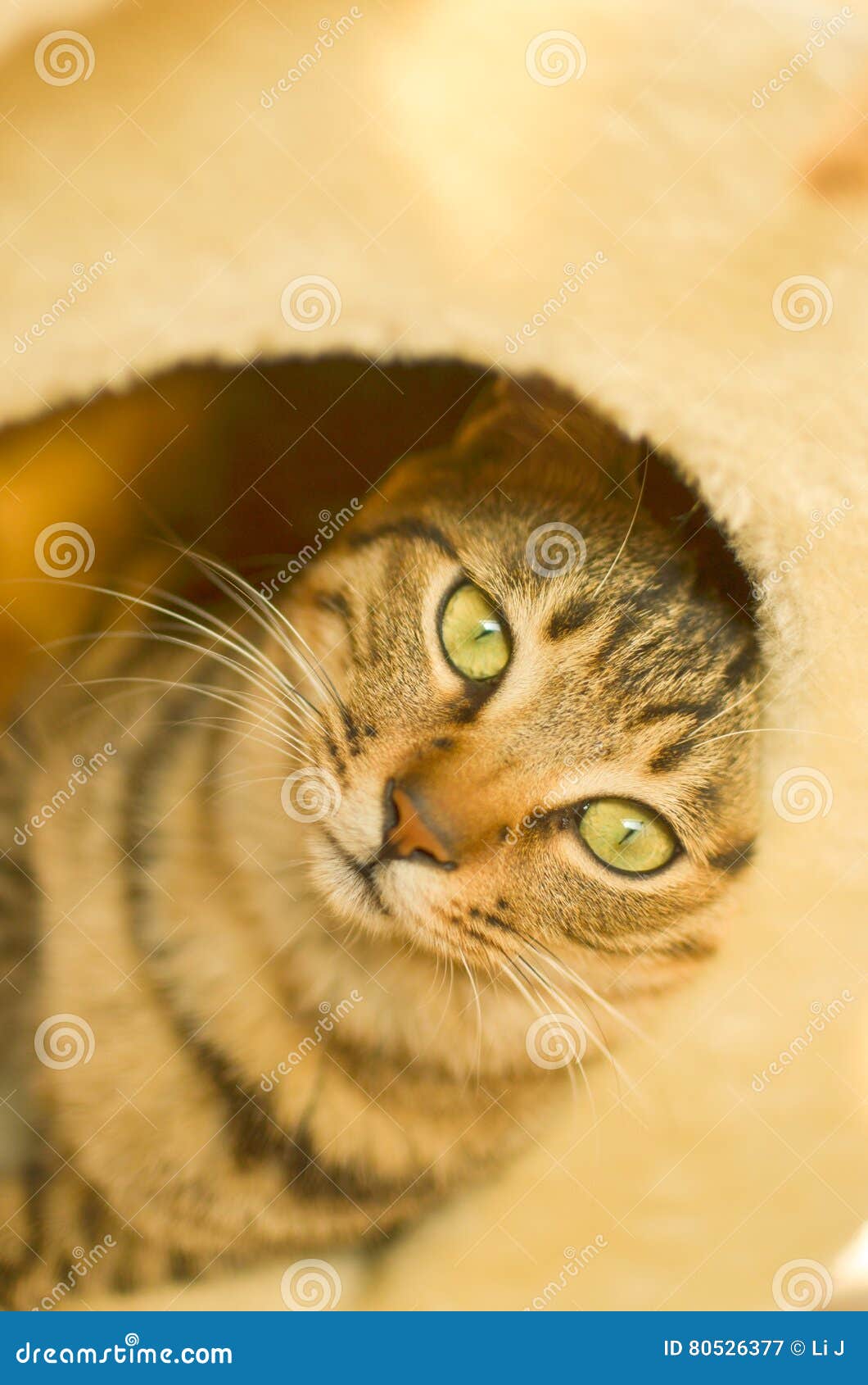 Cat Picture. Image: 80526377