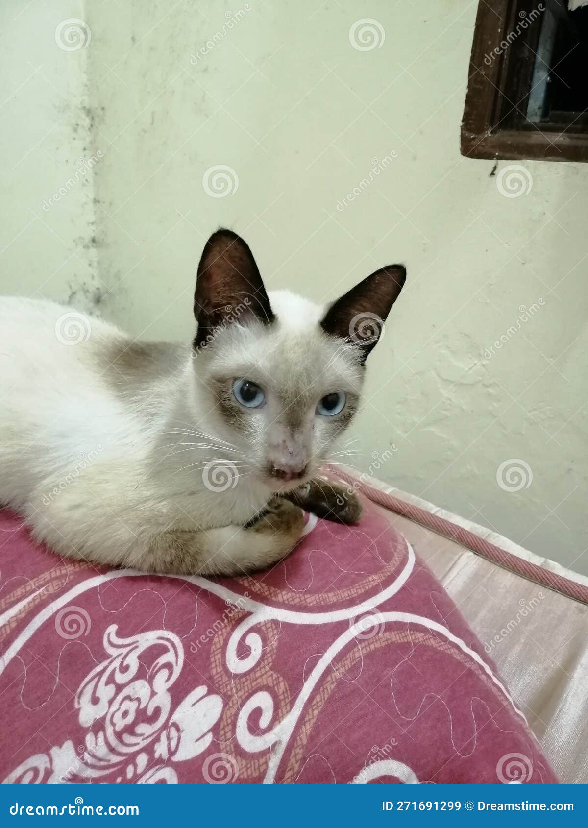 Cat Was Having a rest stock image. Image of whiskers - 271691299