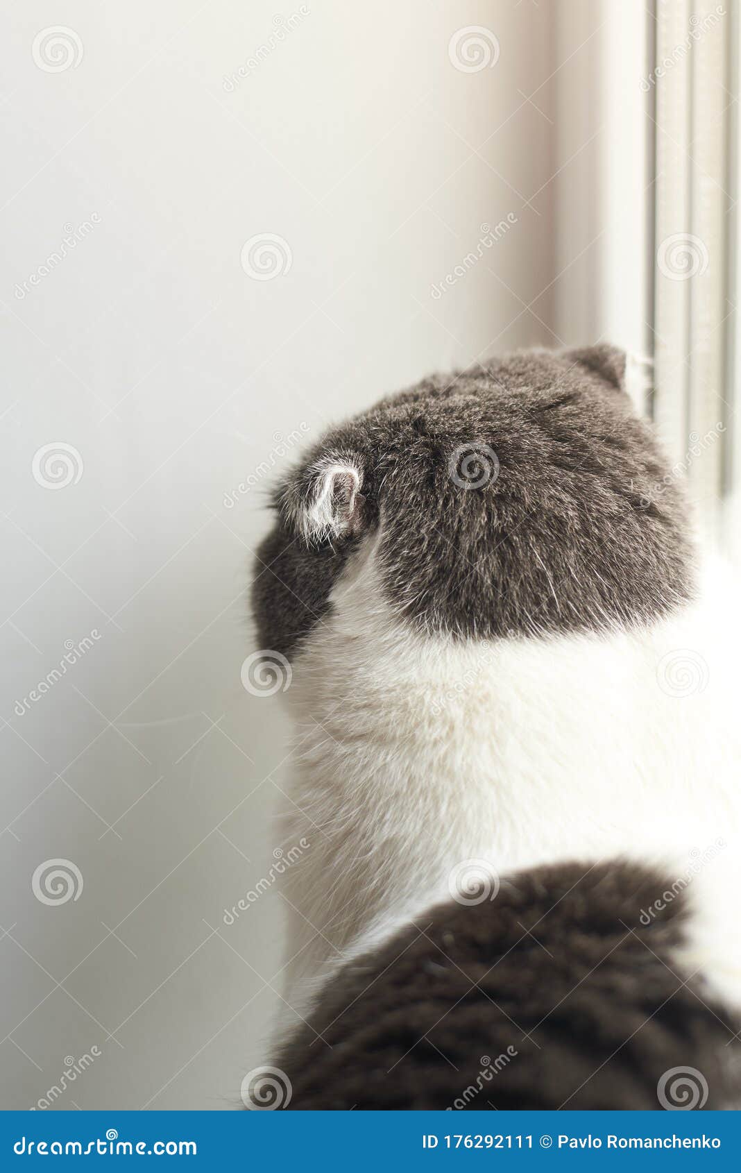 The Cat Was Offended by Its Owners and Turned To the Wall Stock Image ...