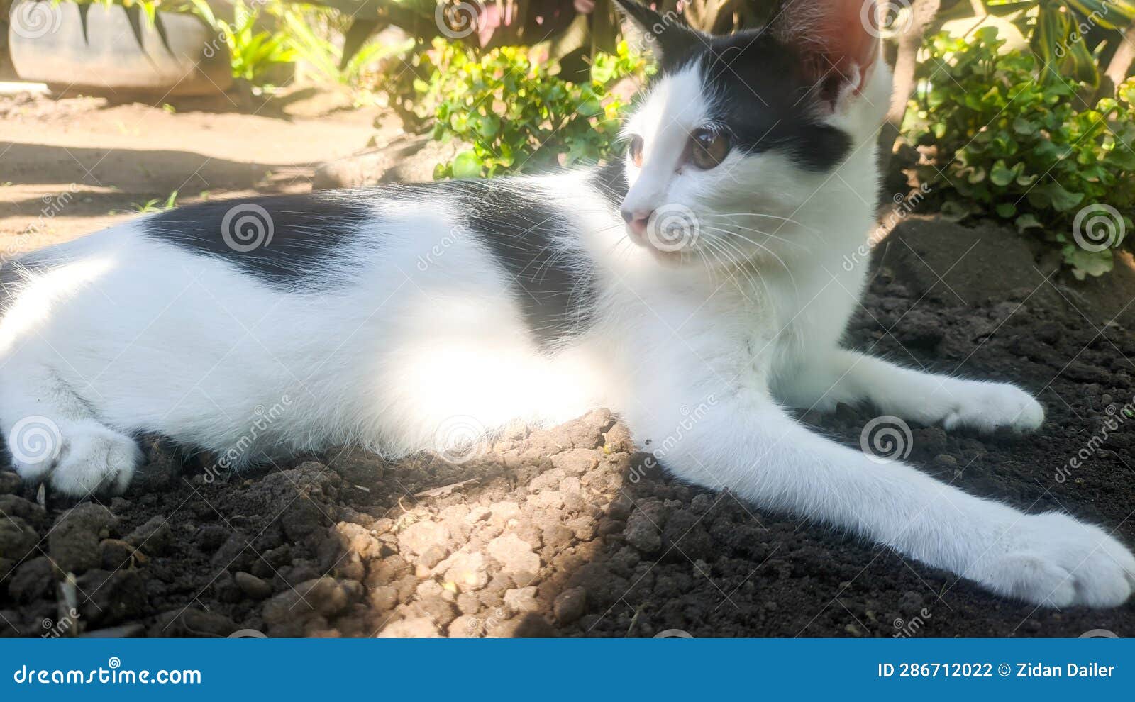 Cat playing outside stock photo. Image of animal, outside - 286712022