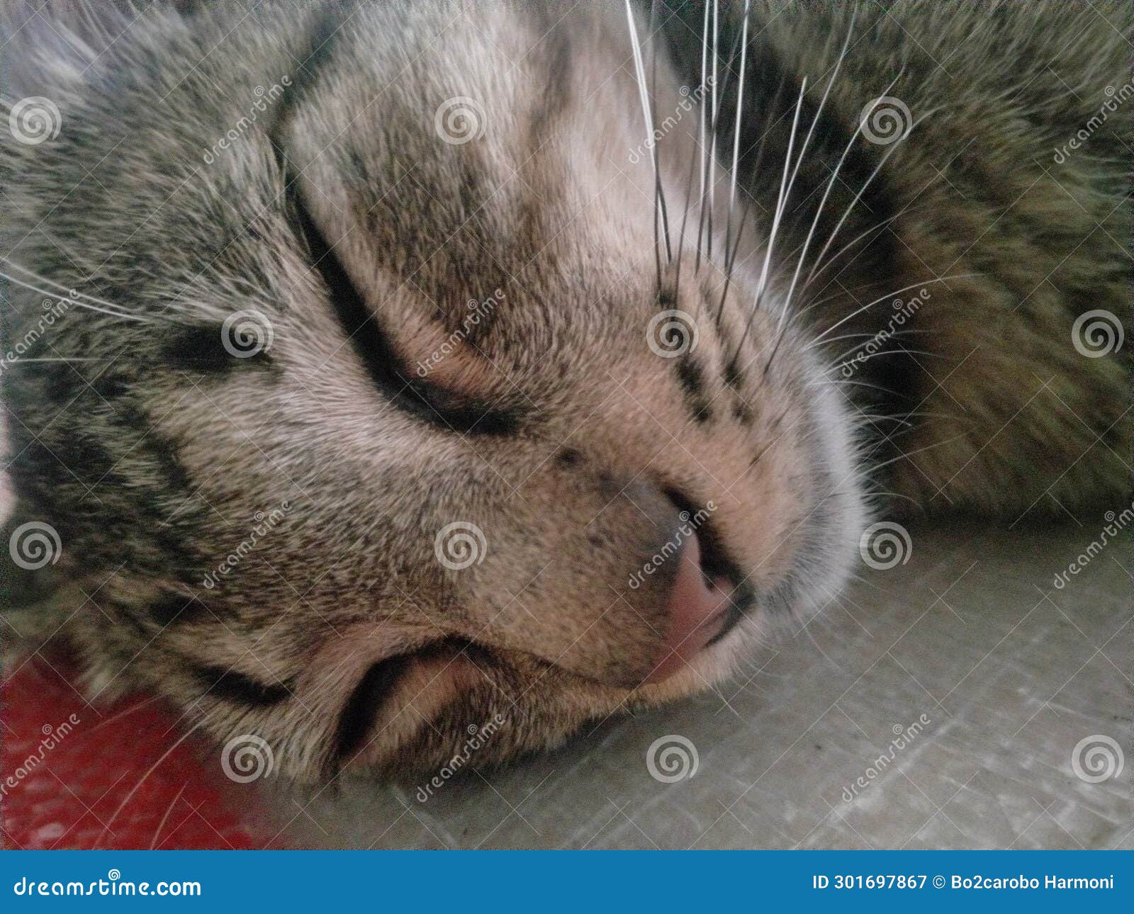 This Cat Was Tired and Fell Asleep Soundly Stock Image - Image of ...