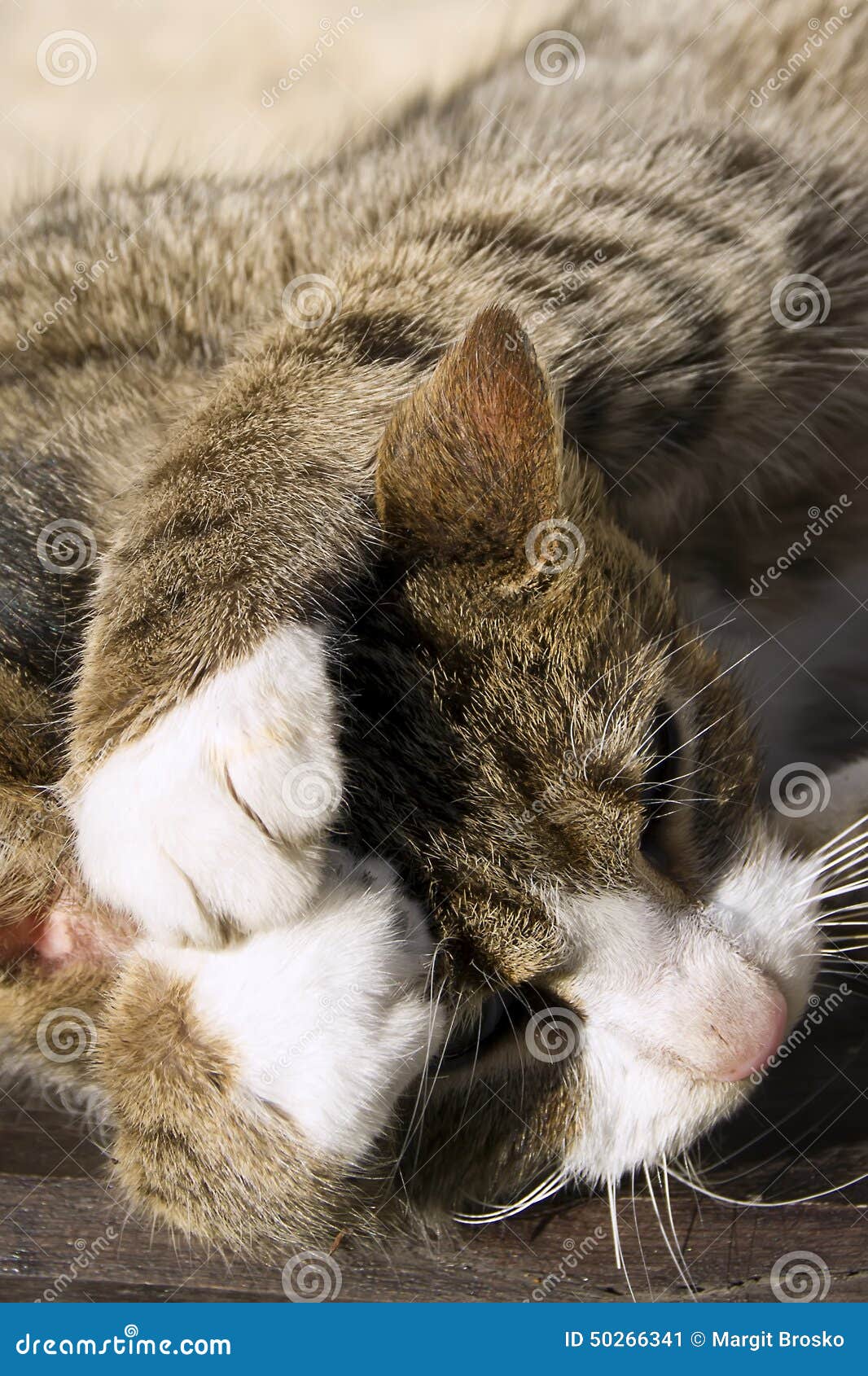 Cat wash stock image. Image of portrait, city, pets, close - 50266341