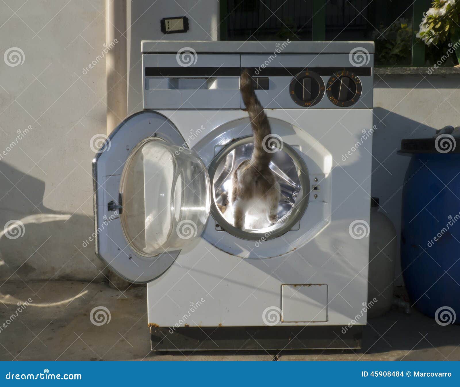 Cat in a washer stock photo. Image of laundry, machine - 45908484