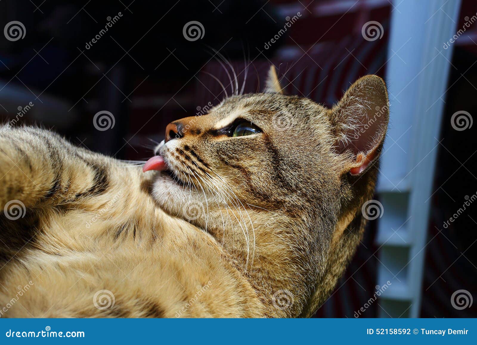 Cat washing stock photo. Image of feline, cleaning, companion - 52158592