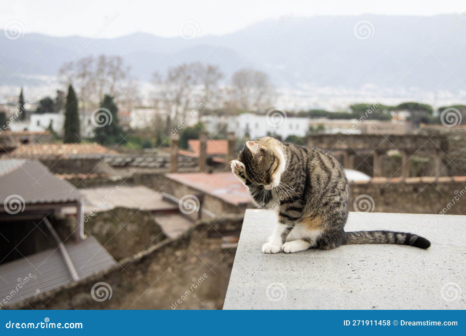 Cat Washing His Face in Pompeii Stock Photo - Image of portrait ...