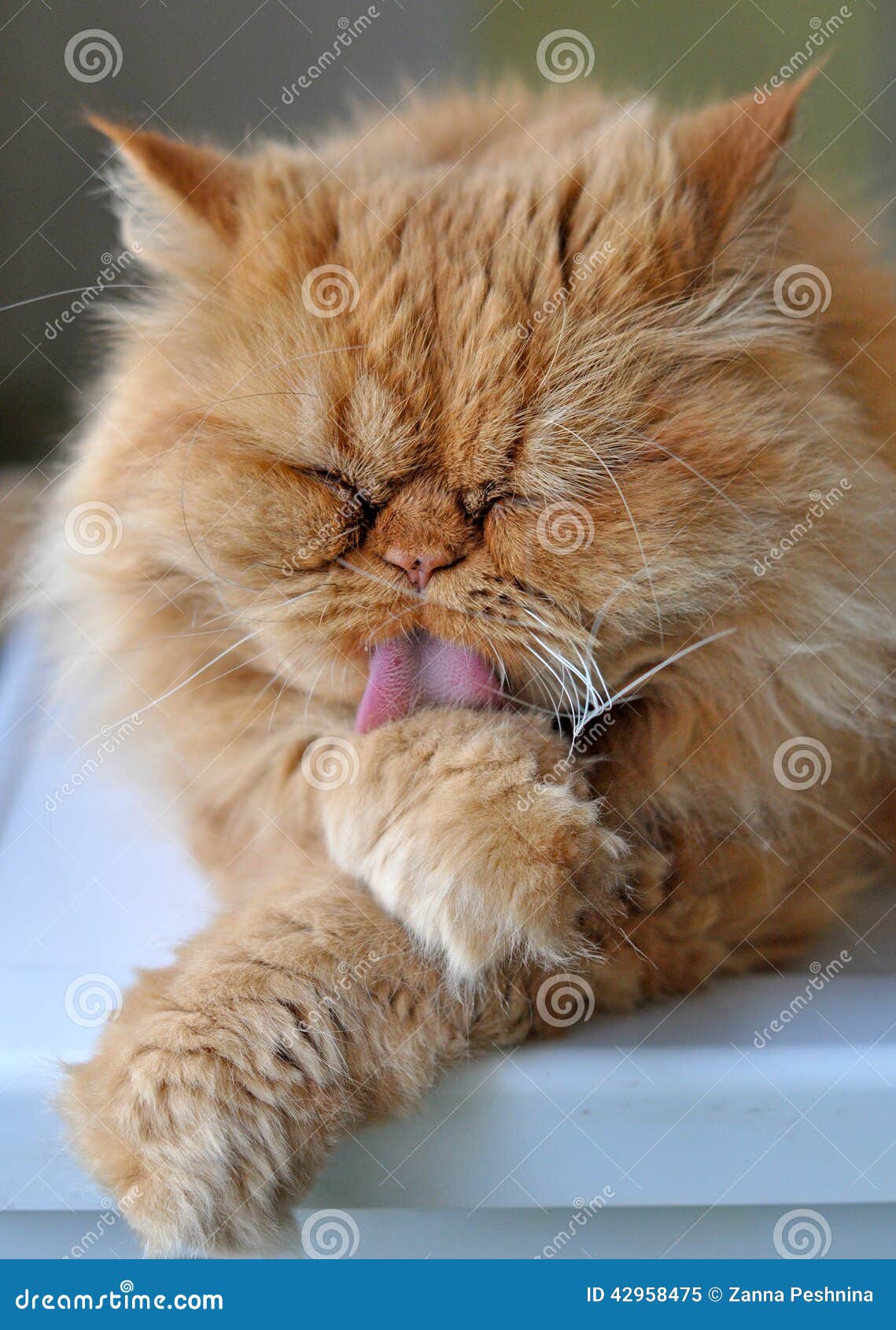 Cat washing its paw stock image. Image of face, feline - 42958475