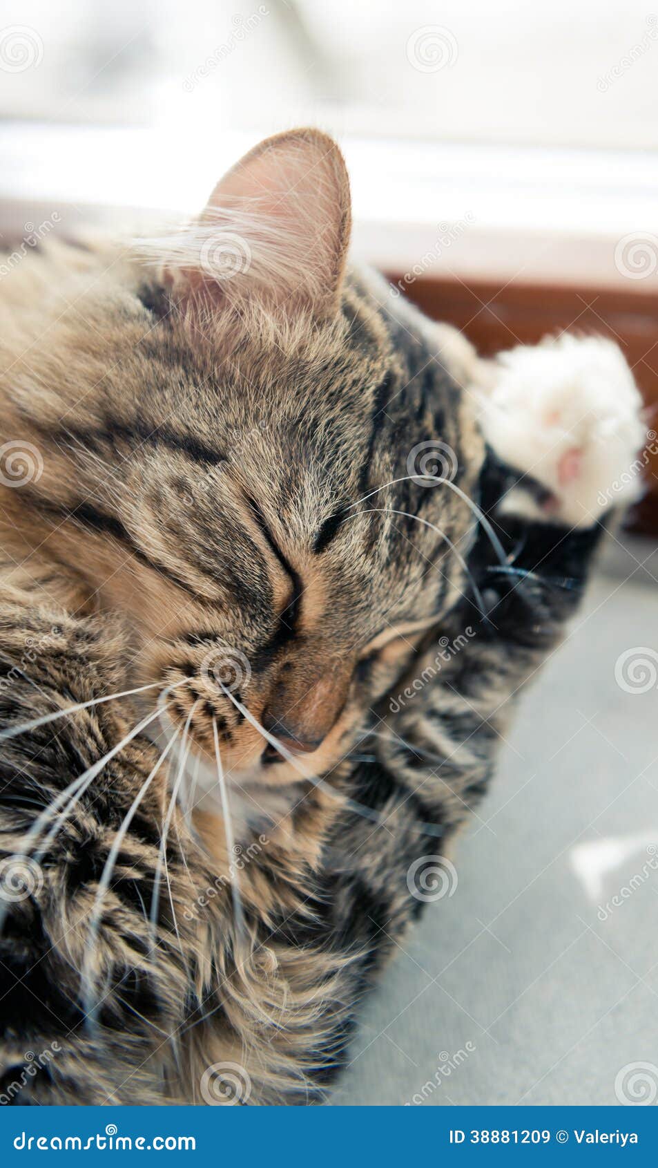 Cat is washing itself stock image. Image of clean, collar - 38881209