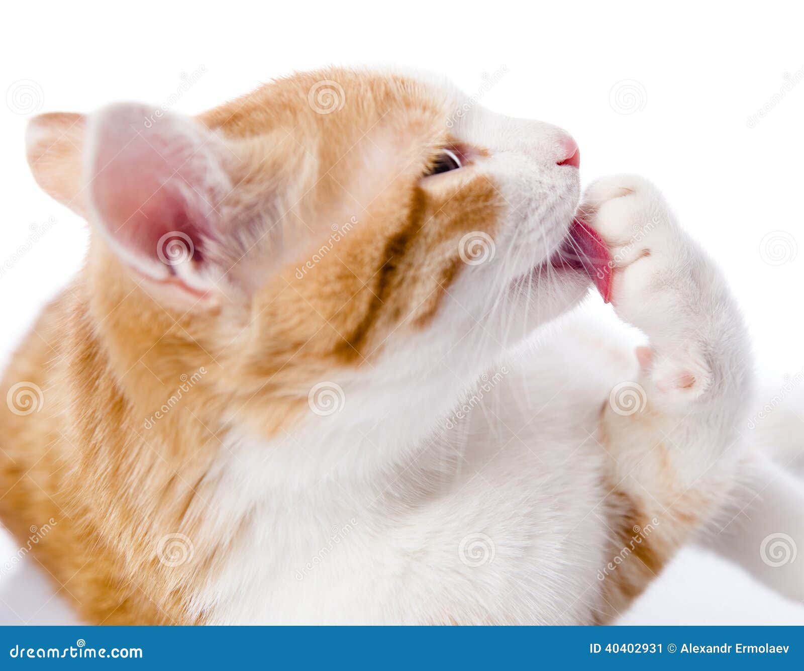 761 Cat Washing Itself Stock Photos - Free & Royalty-Free Stock Photos ...