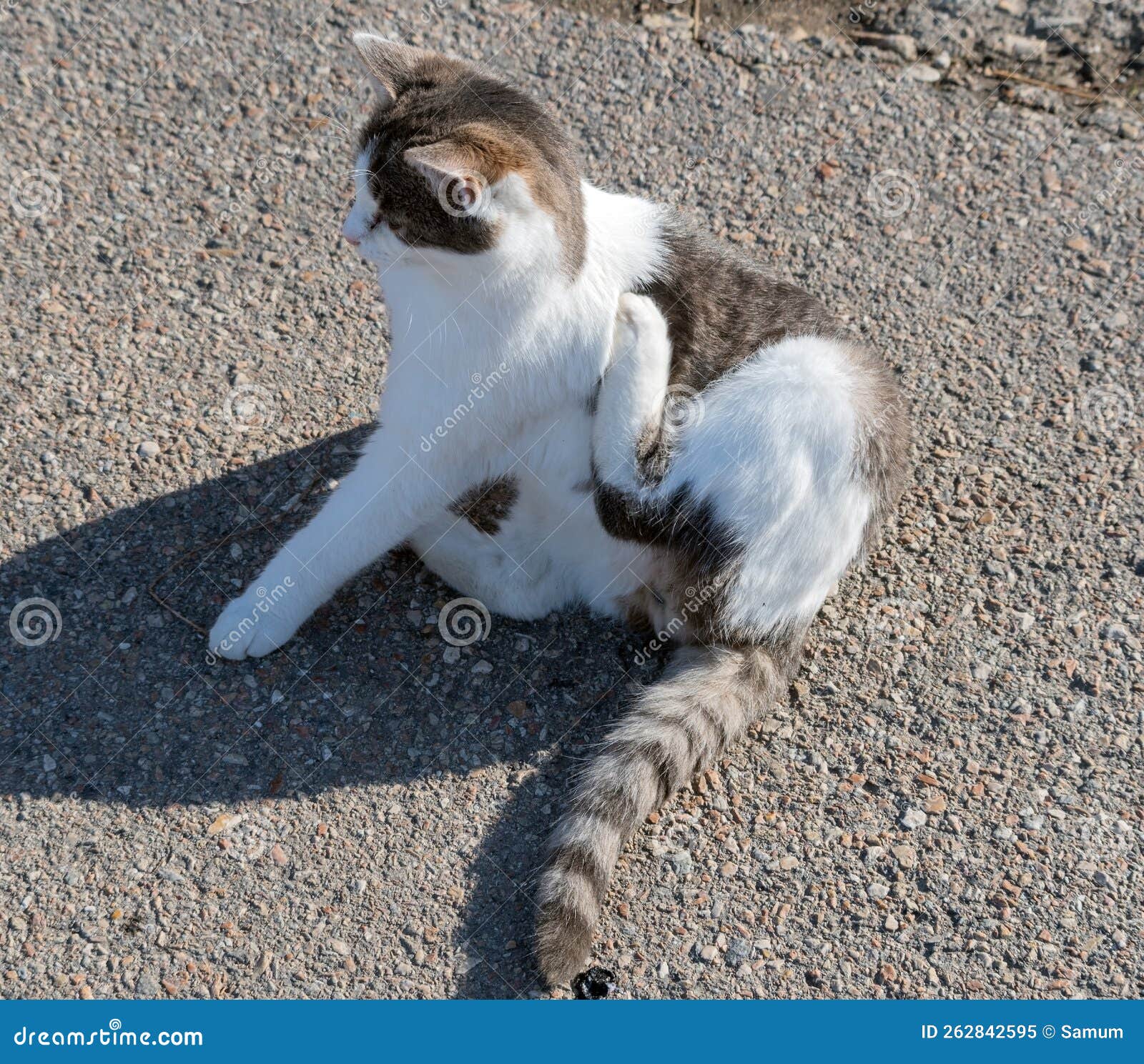 Cat washing itself stock image. Image of animal, kitten - 262842595