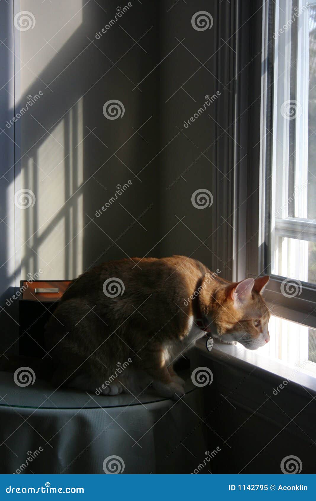 Cat on the watch stock image. Image of shield, hide, looking - 1142795