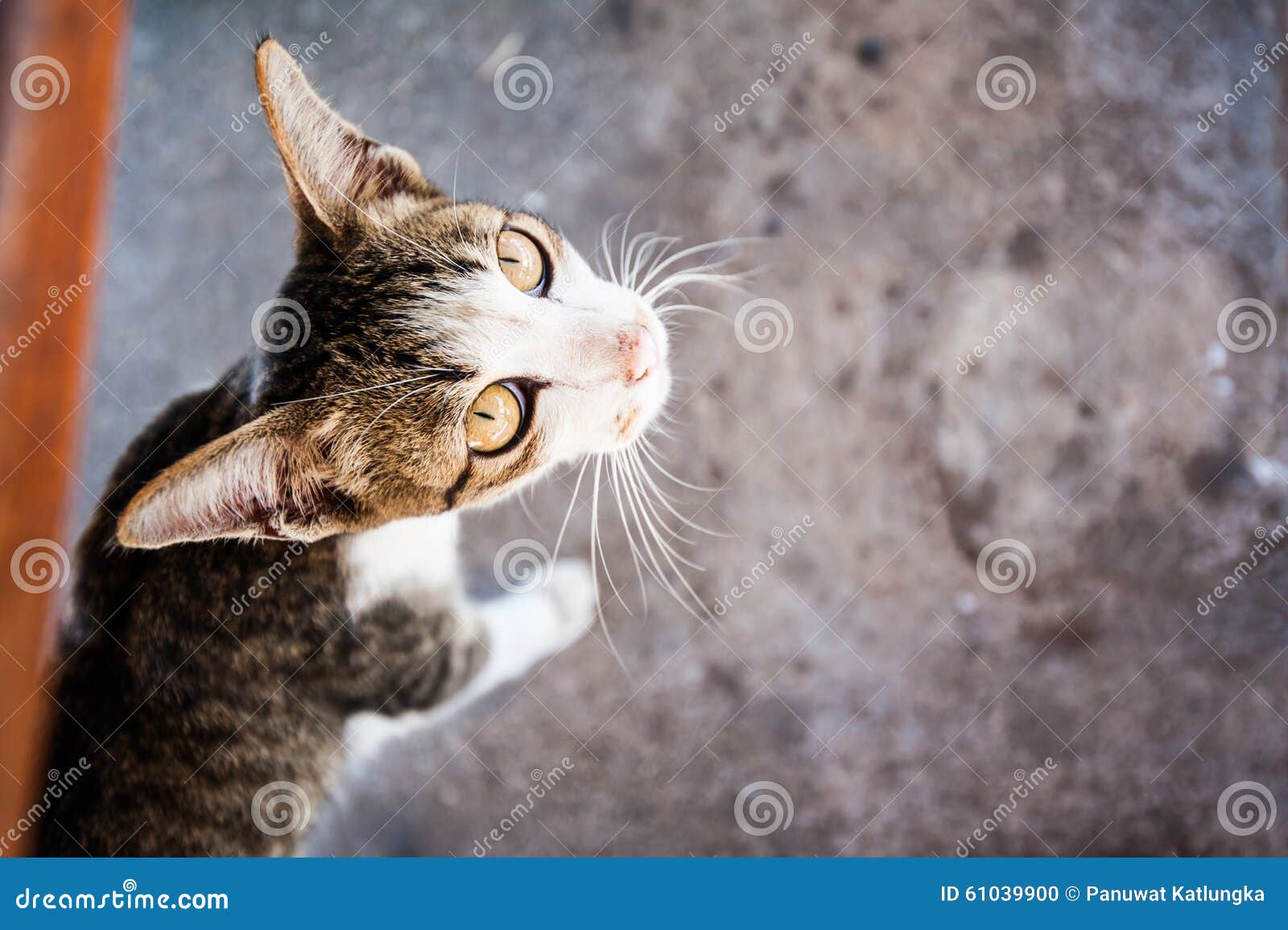 Cat watch stock photo. Image of animal, watching, thailand - 61039900
