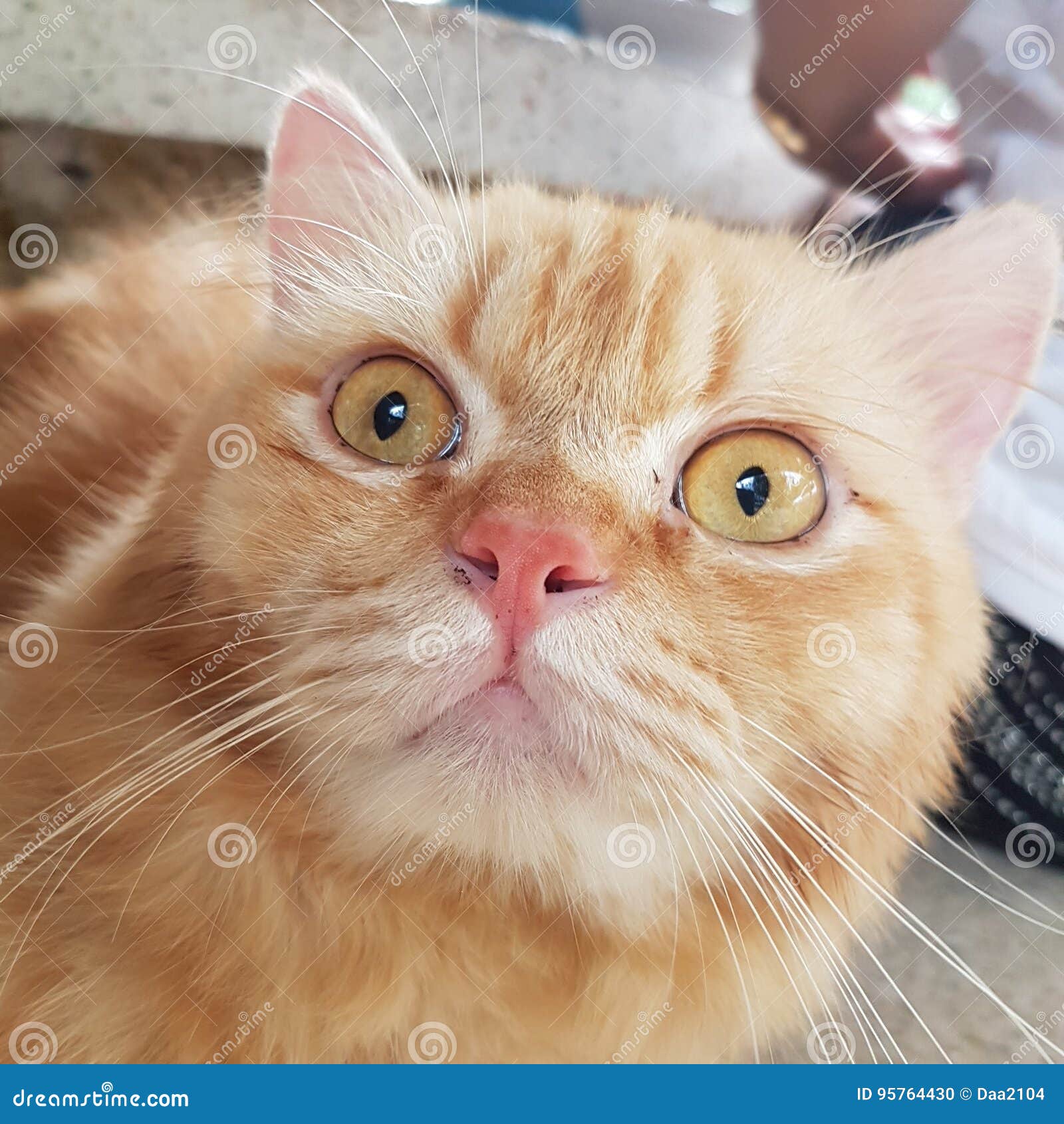 Cat Watch Stare Interested Suspect Stock Photo - Image of look, watch ...