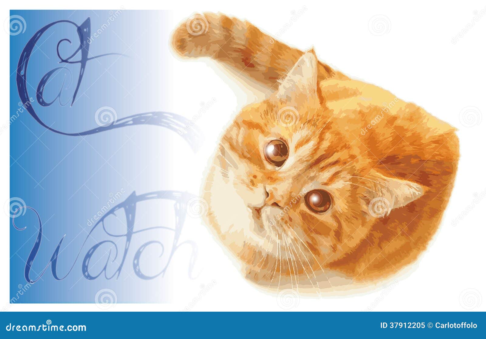 Cat watch stock image. Image of love, cats, nature, loving - 37912205