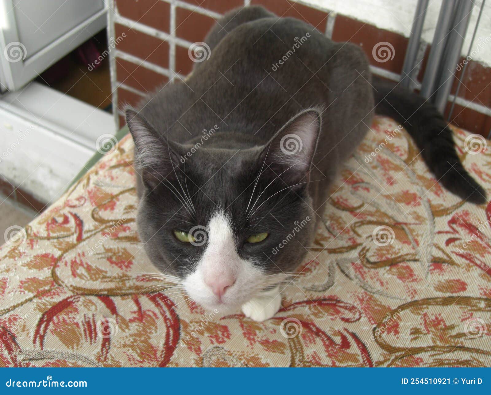 Cat Watches at Viewer with Suspicious Look Stock Image - Image of sofa ...