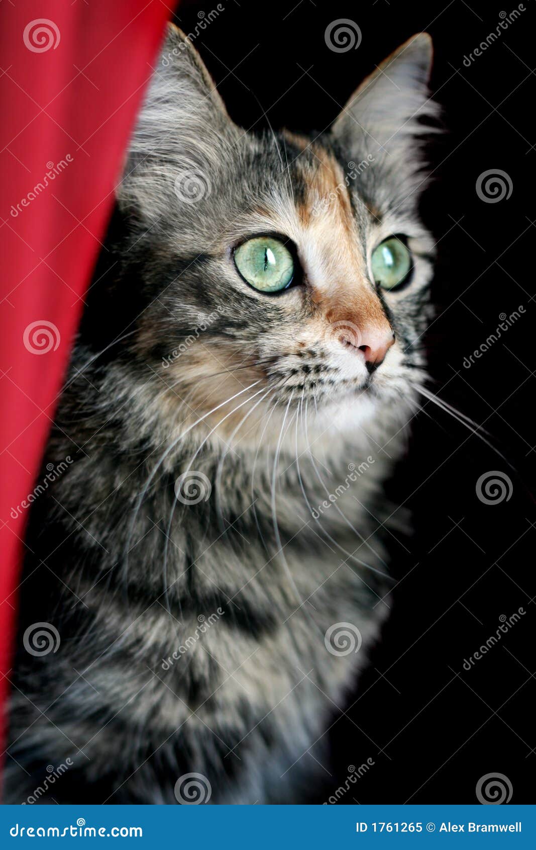 Cat Watching stock image. Image of looking, persian, head - 1761265