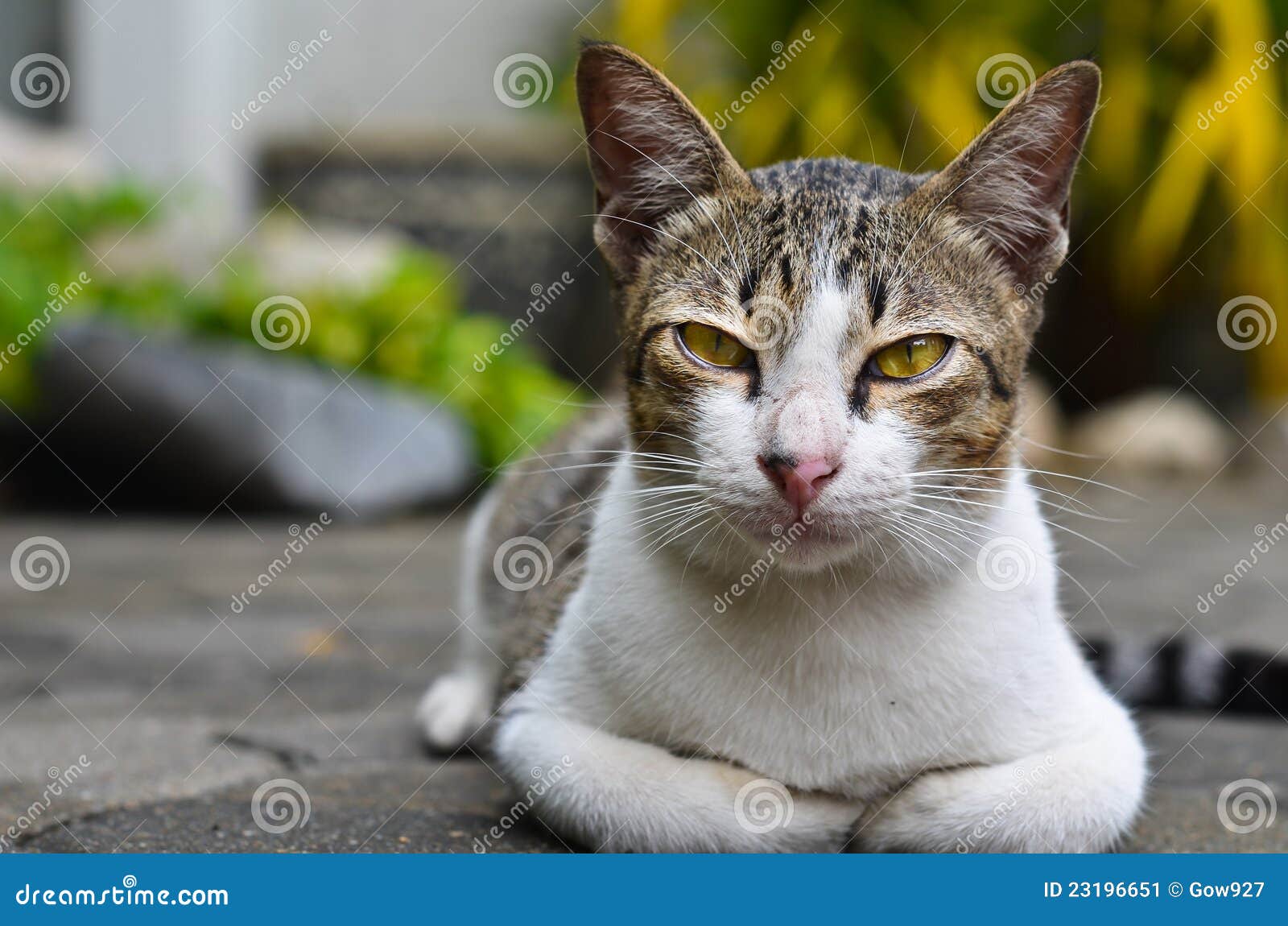 Cat watching stock image. Image of focus, concentrating - 23196651
