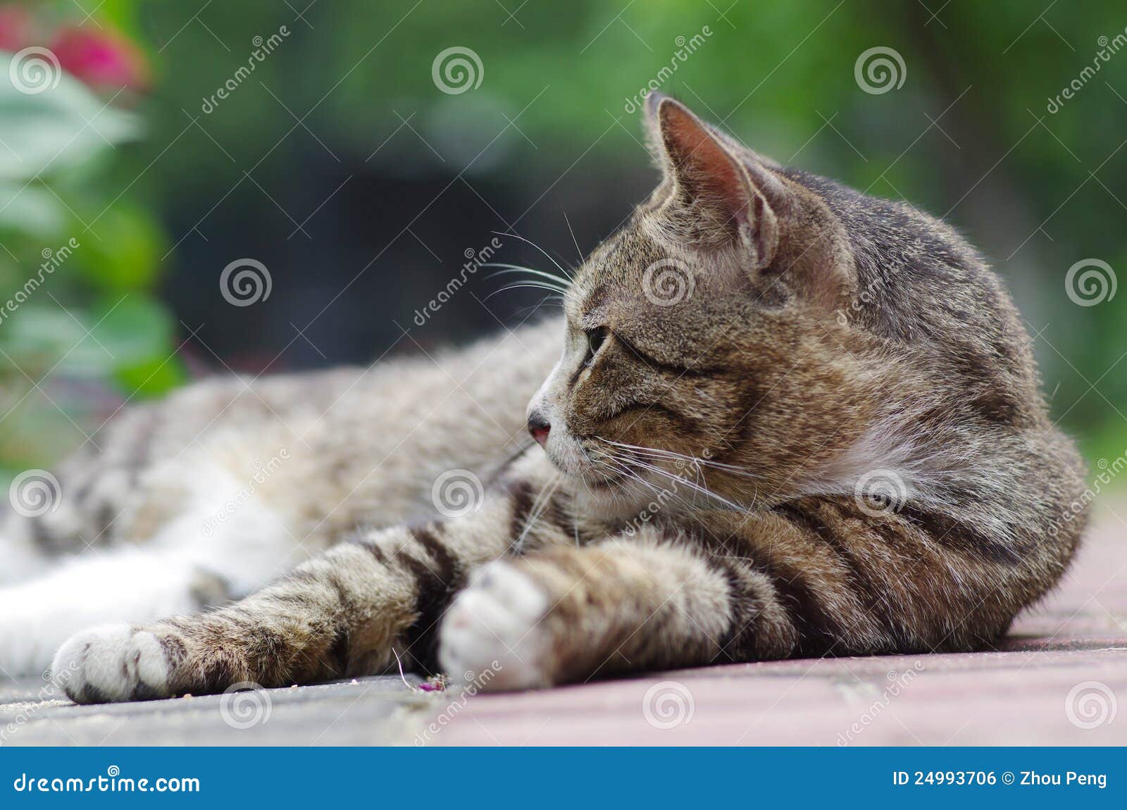 Cat watching stock photo. Image of outside, curiously - 24993706