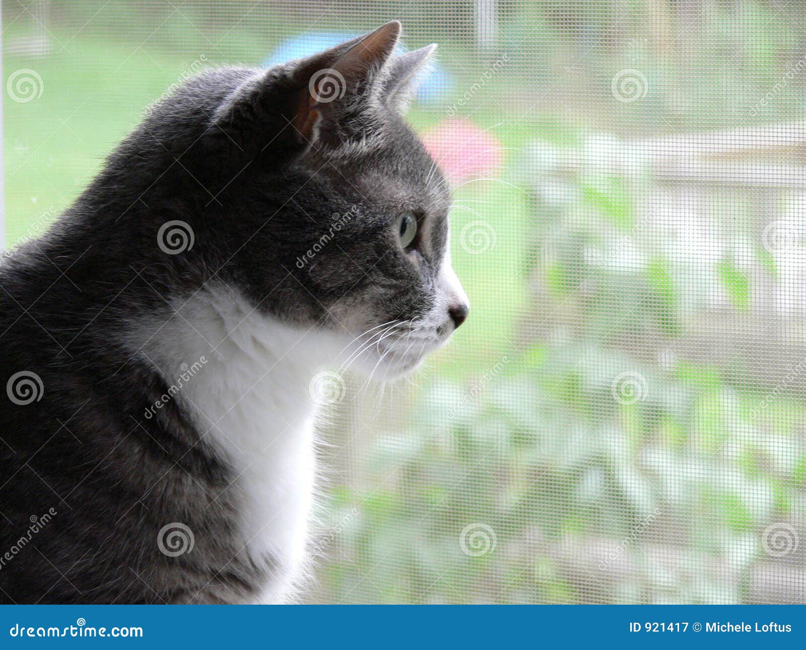 Cat Watching Outside Activity Picture. Image: 921417