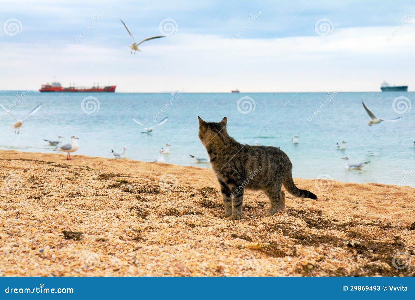 Cat on the beach stock image. Image of water, outdoor - 29869493