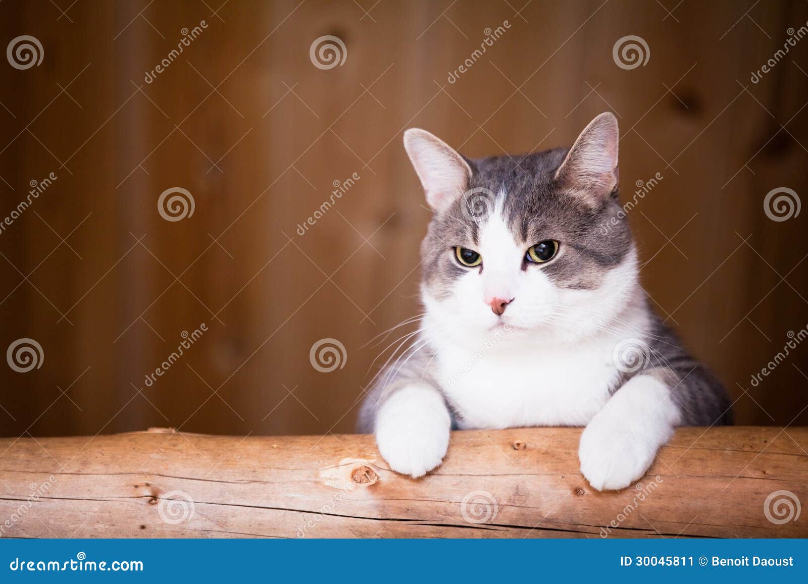Cat watching stock image. Image of lying, staring, symmetry - 30045811