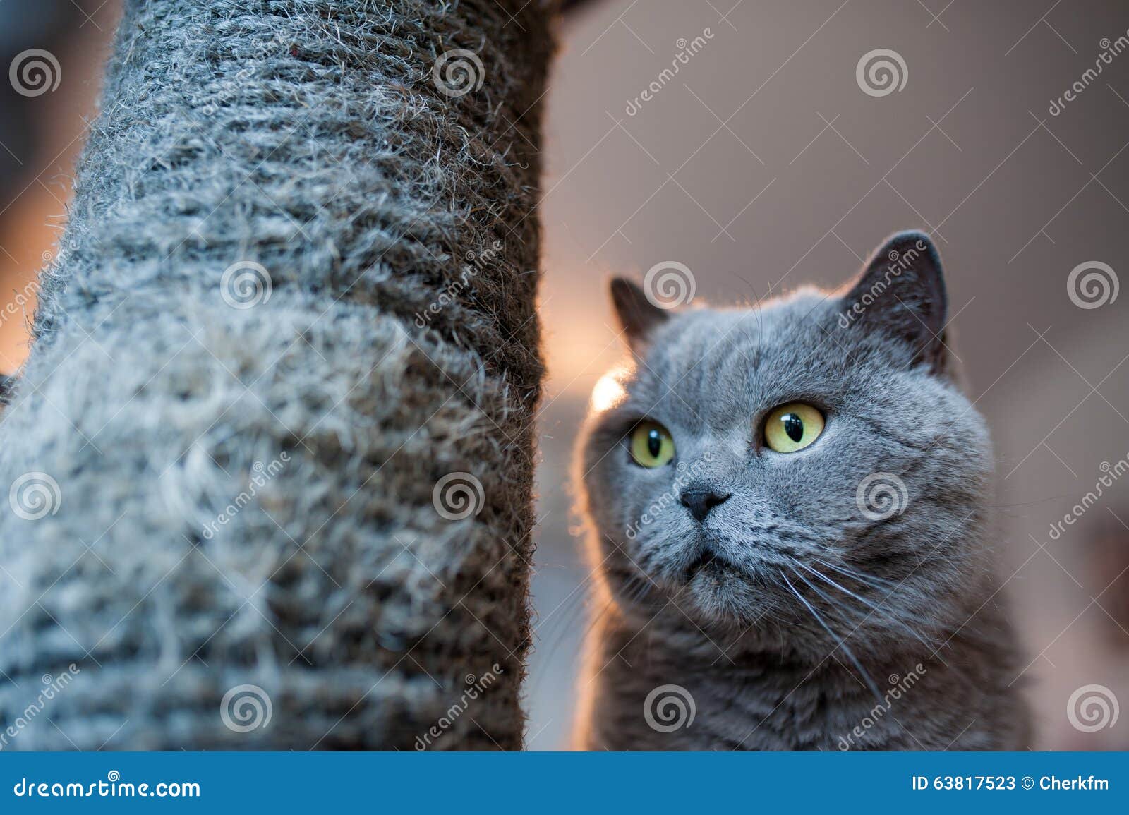 Cat watching stock image. Image of eyes, home, tree, hair - 63817523