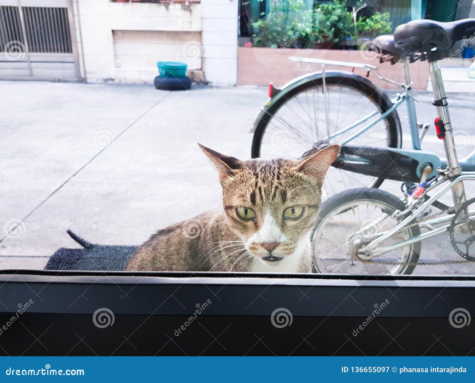 A Cat Watching Something from Outside To Inside Stock Image - Image of ...