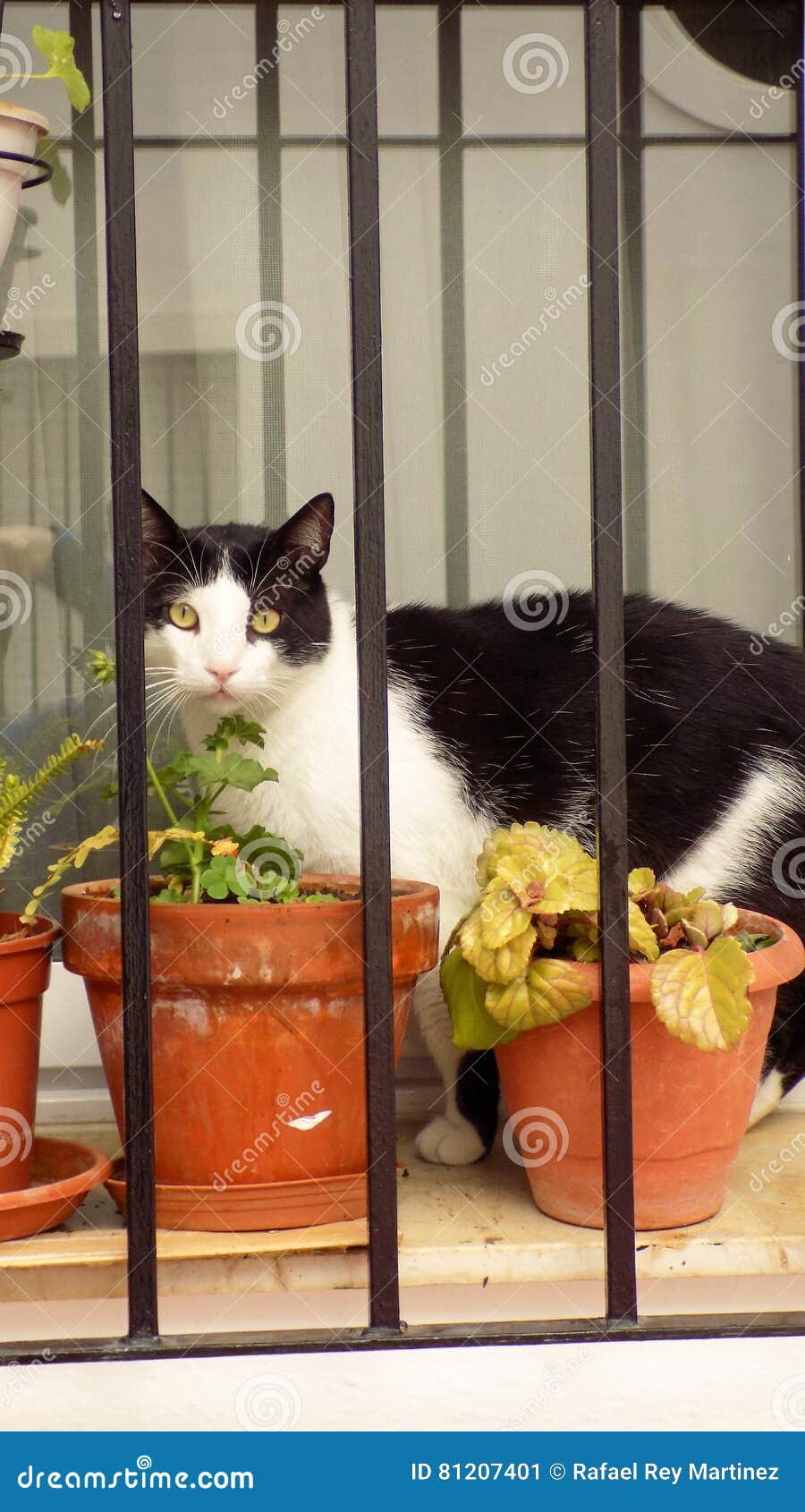 Cat Watching from the Window- Stock Image - Image of maqmmals, spain ...