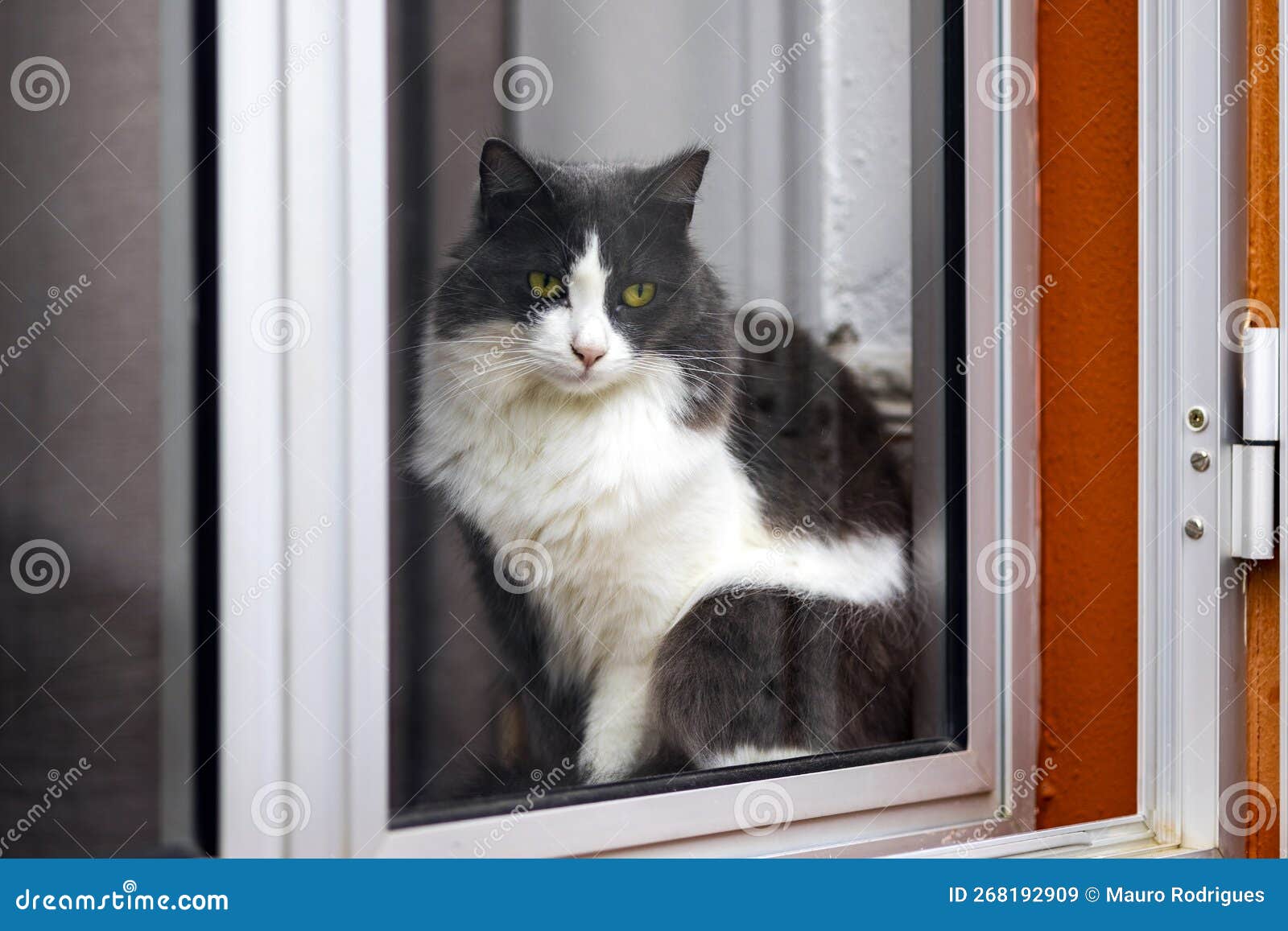 Cat Watching through Window Stock Image - Image of indoor, furry: 268192909